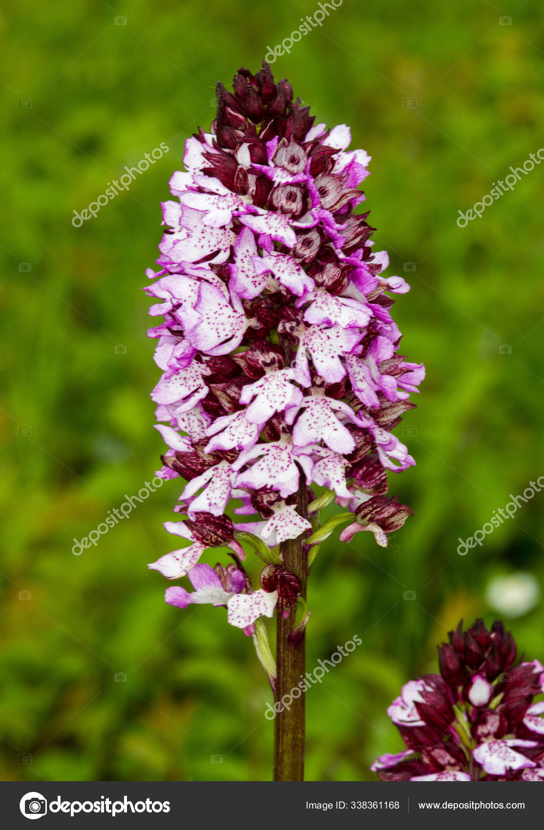 Spotted Boy Weed Daytime — Stock Photo © PantherMediaSeller #338361168