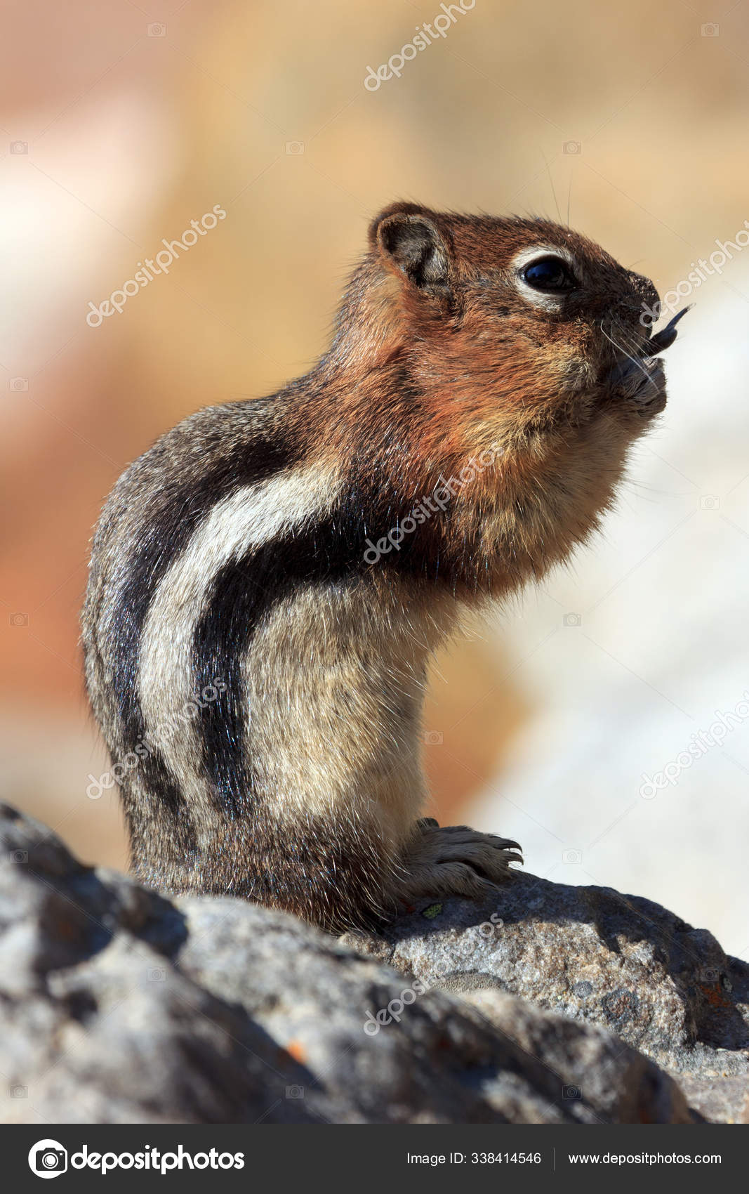 Chipmunks Rodent Forest Animal Stock Photo by ©PantherMediaSeller 338414546