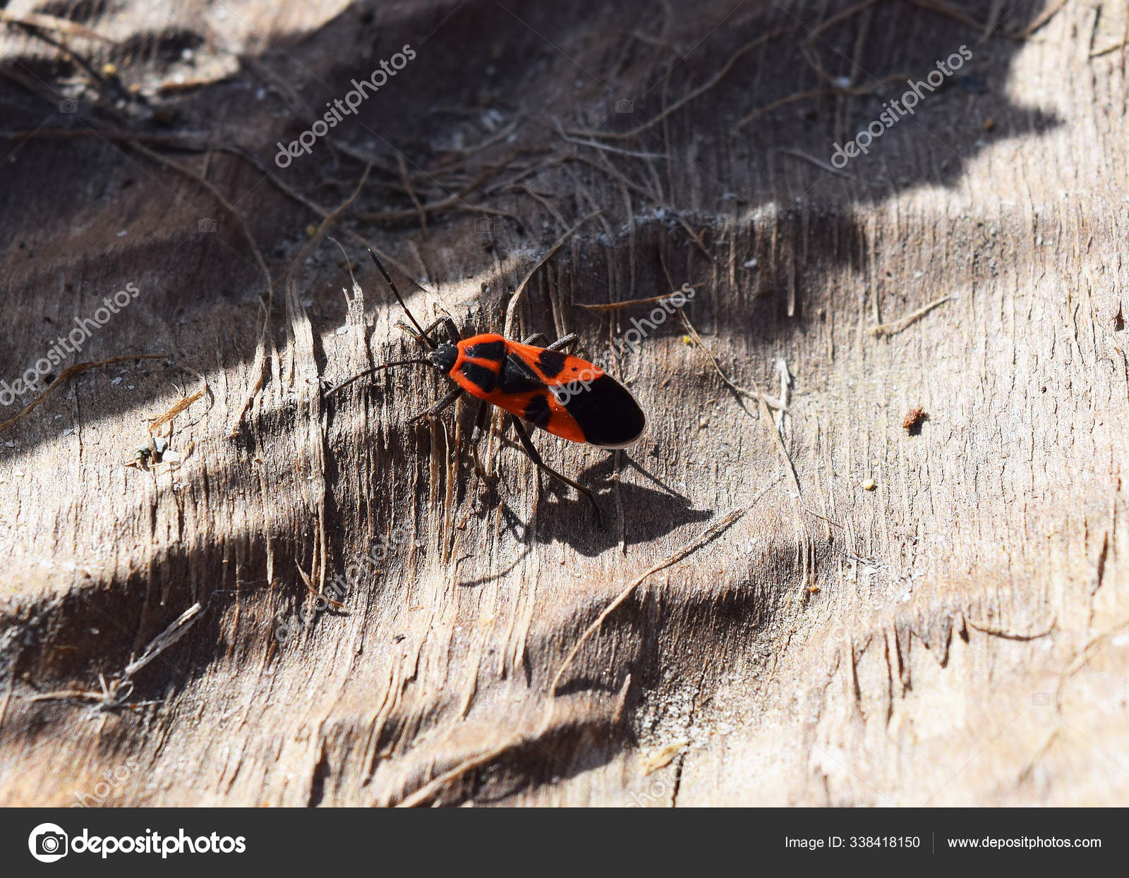 Image Red Bugs Native Habitat — Stock Photo © PantherMediaSeller #338418150