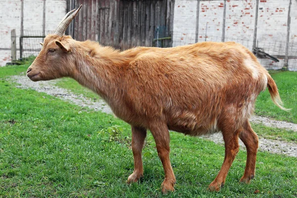 British primitive goat Stock Photos, Royalty Free British primitive ...