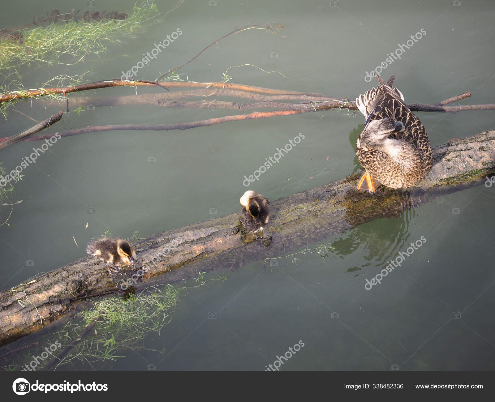 Baby Duck Birds Trunk Floating River Backwater — Stock Photo ...