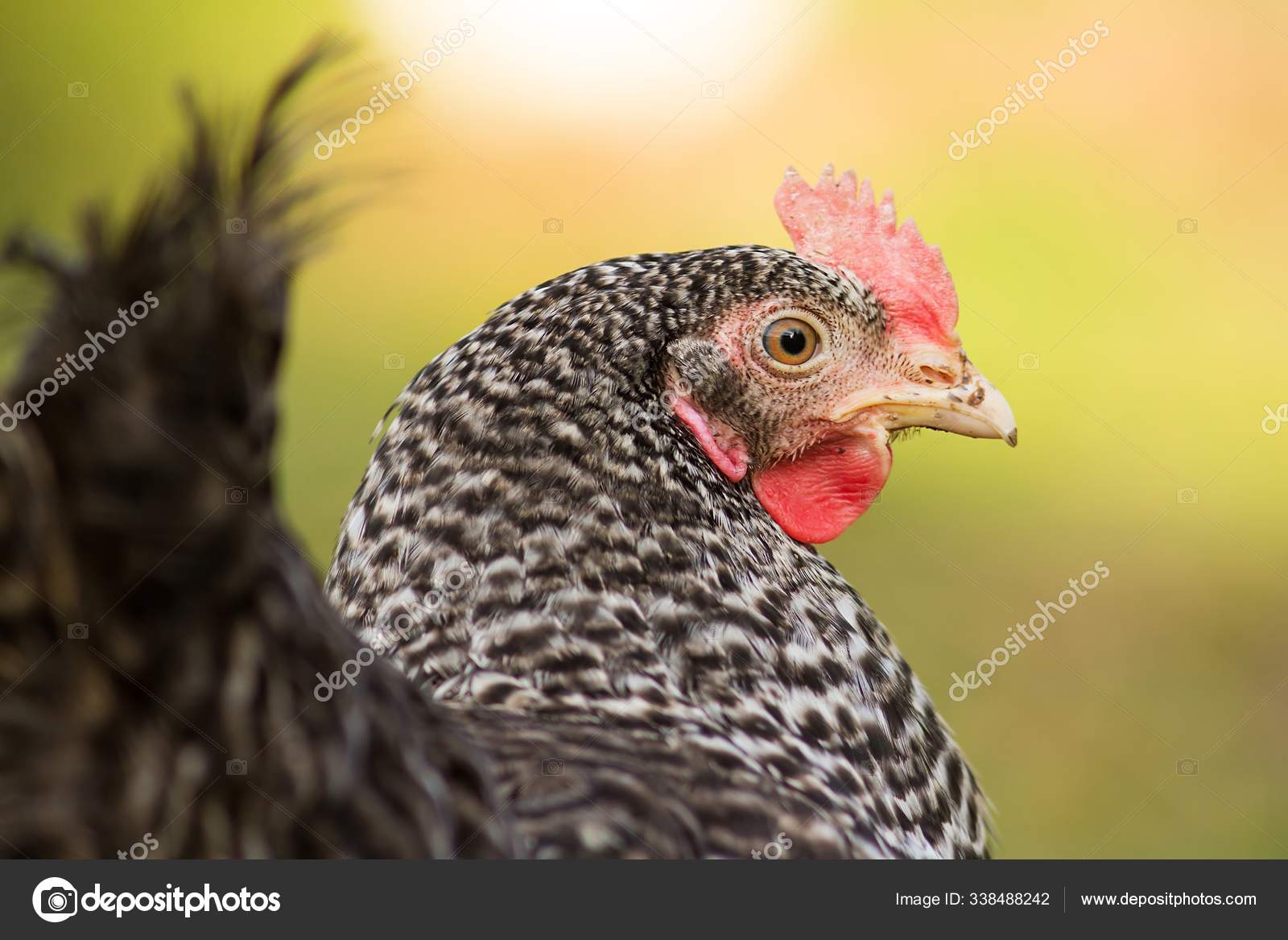 Spotted House Chicken Spotted Chicken Stock Photo by ...