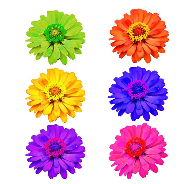Six colourful flowers — Stock Photo © kasiap #1696183