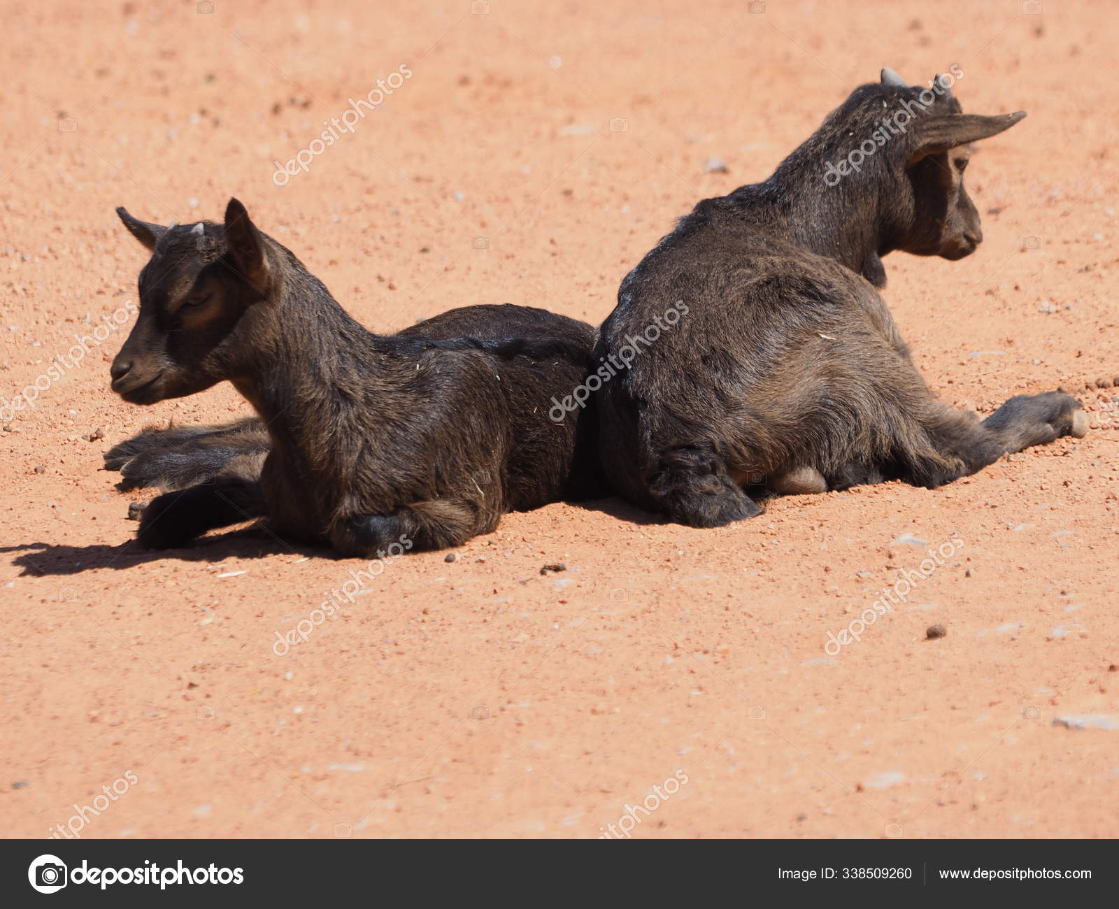 West African Dwarf Goats Stock Photo by ©PantherMediaSeller 338509260