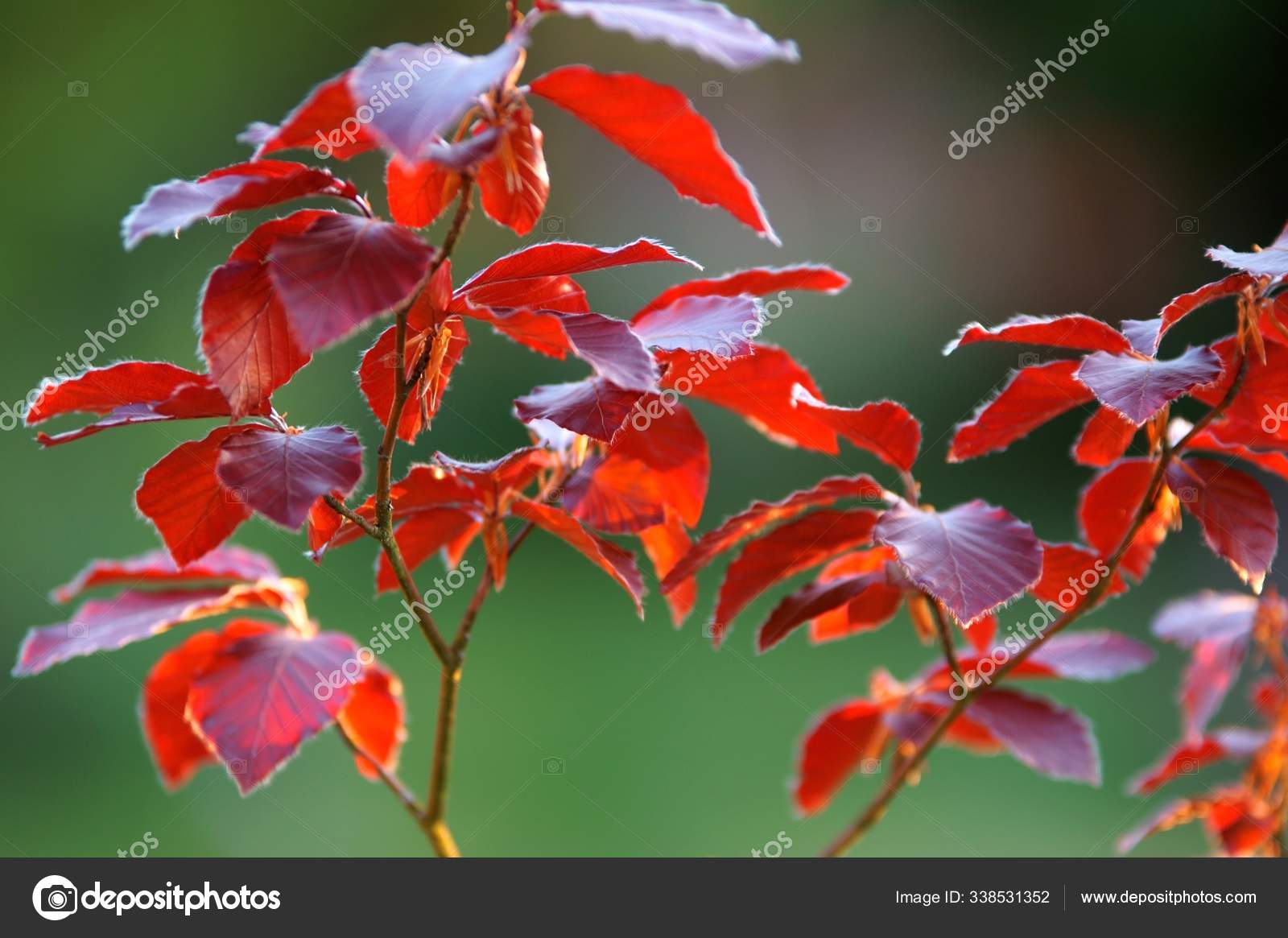 Blood Beech Fagus Sylvatica Purpurea Evening Light Stock Photo by ...