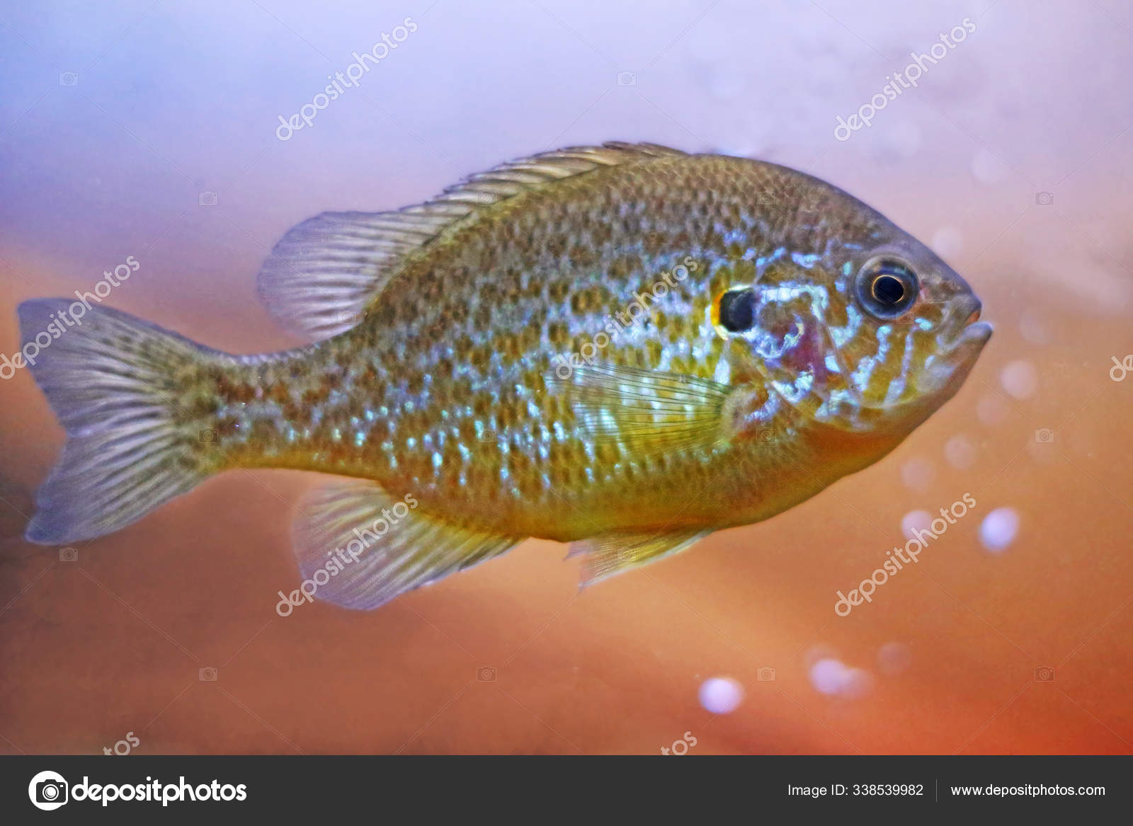 Lepomis Gibbosus