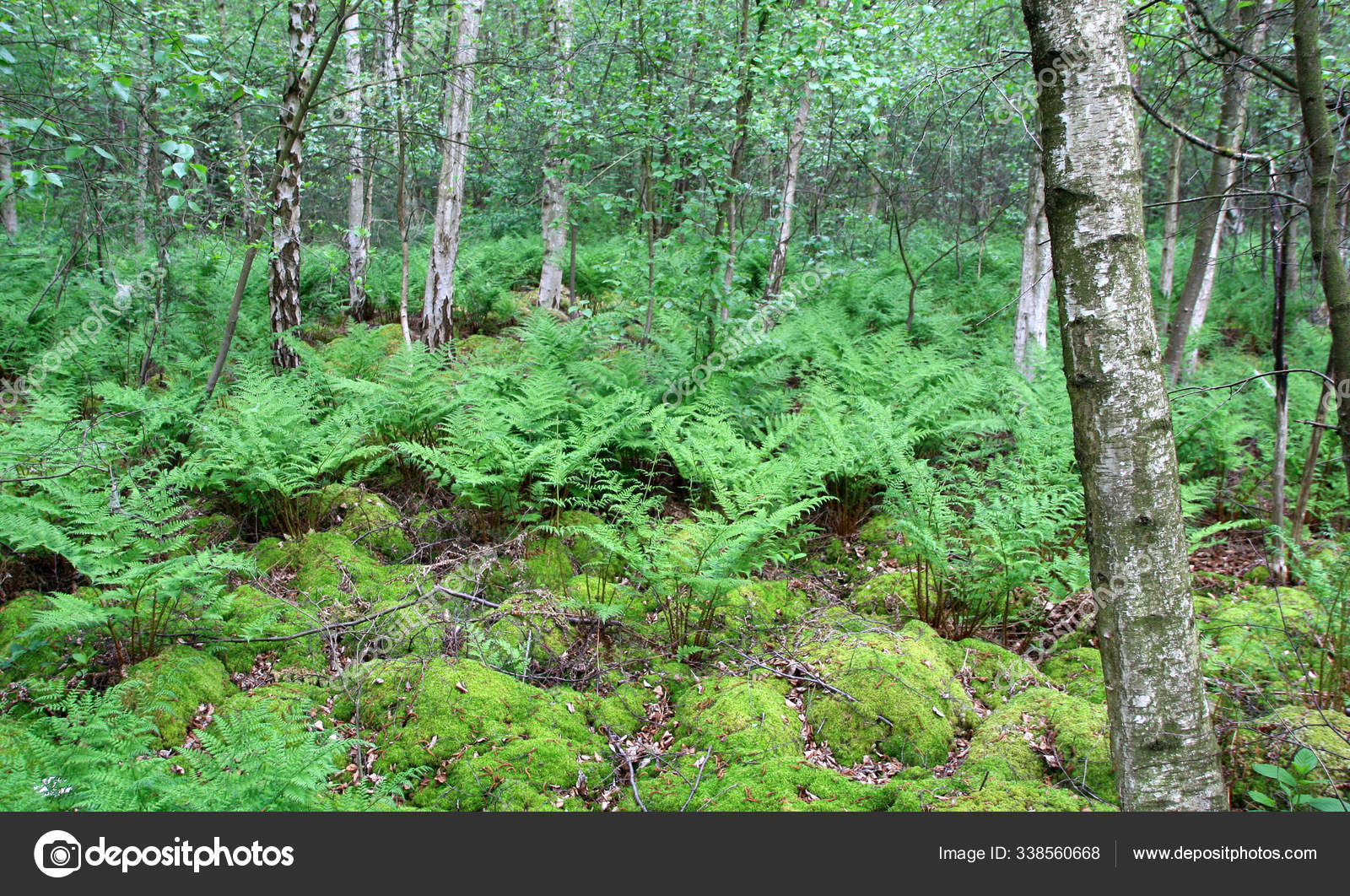 Typical Plant Joins Upper Birch Ferns Mosses Stock Photo by ...