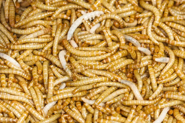 Maggots Stock Photos, Royalty Free Maggots Images | Depositphotos