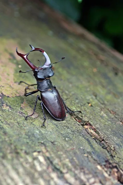Stag beetles Stock Photos, Royalty Free Stag beetles Images | Depositphotos
