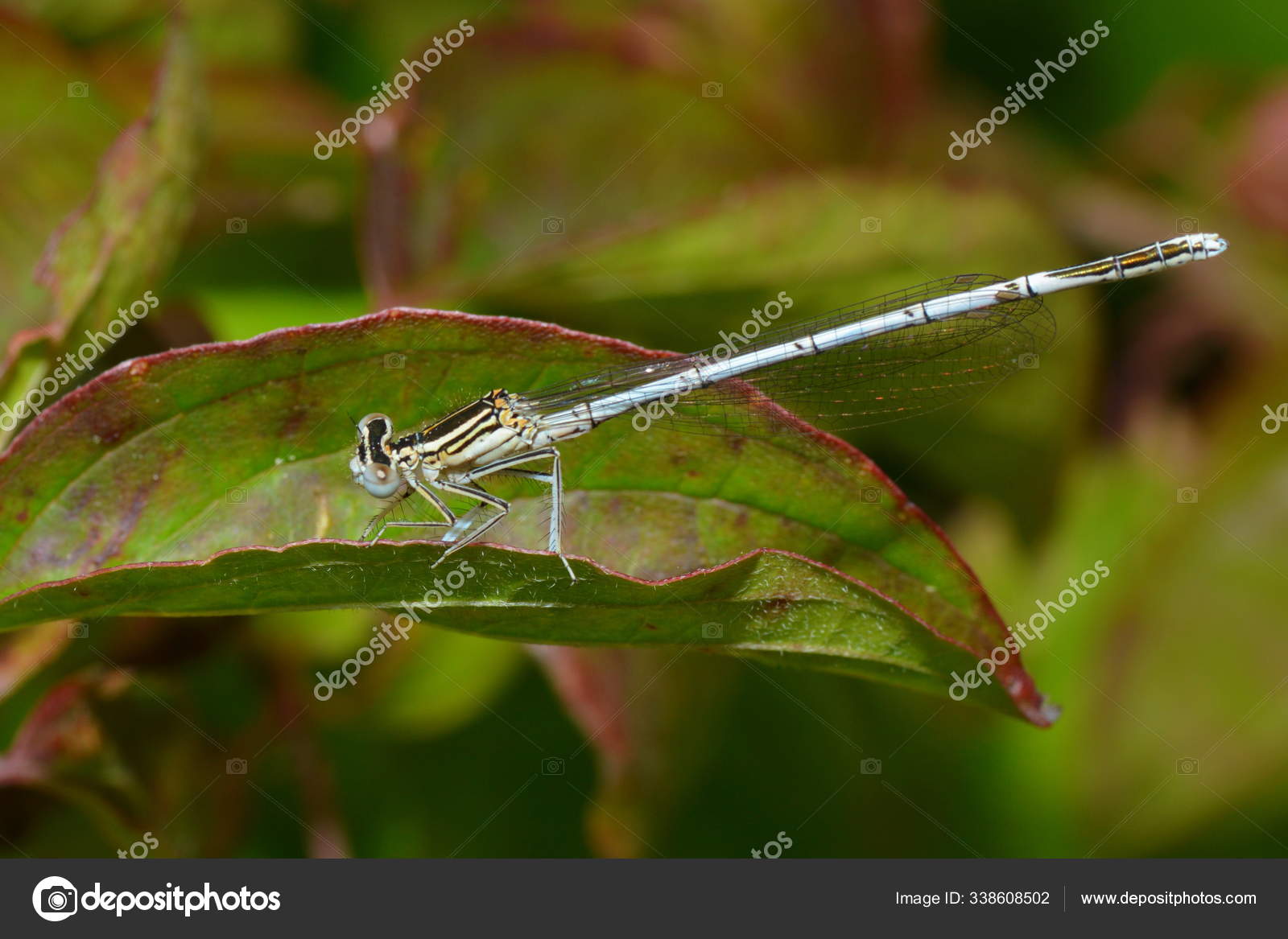 Entomology Odonata Dragonfly Insect — Stock Photo © PantherMediaSeller ...