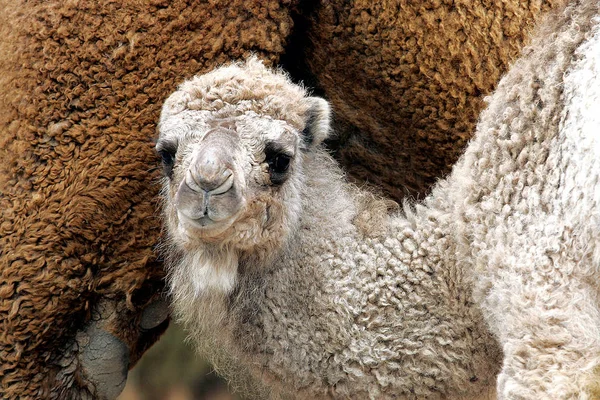 Teve pata Stock fotók, Teve pata Jogdíjmentes képek | Depositphotos