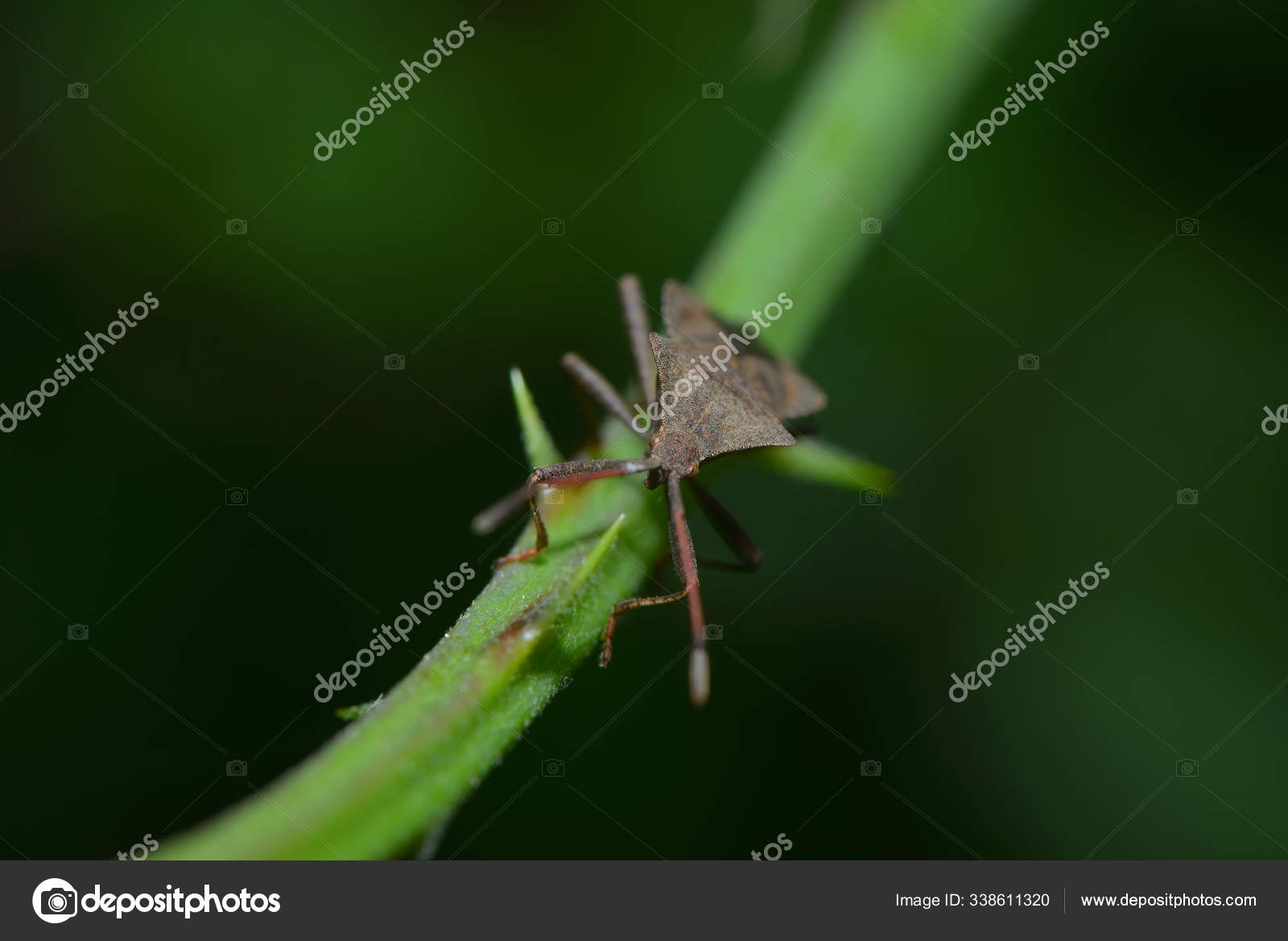Leather Bug Bush — Stock Photo © PantherMediaSeller #338611320