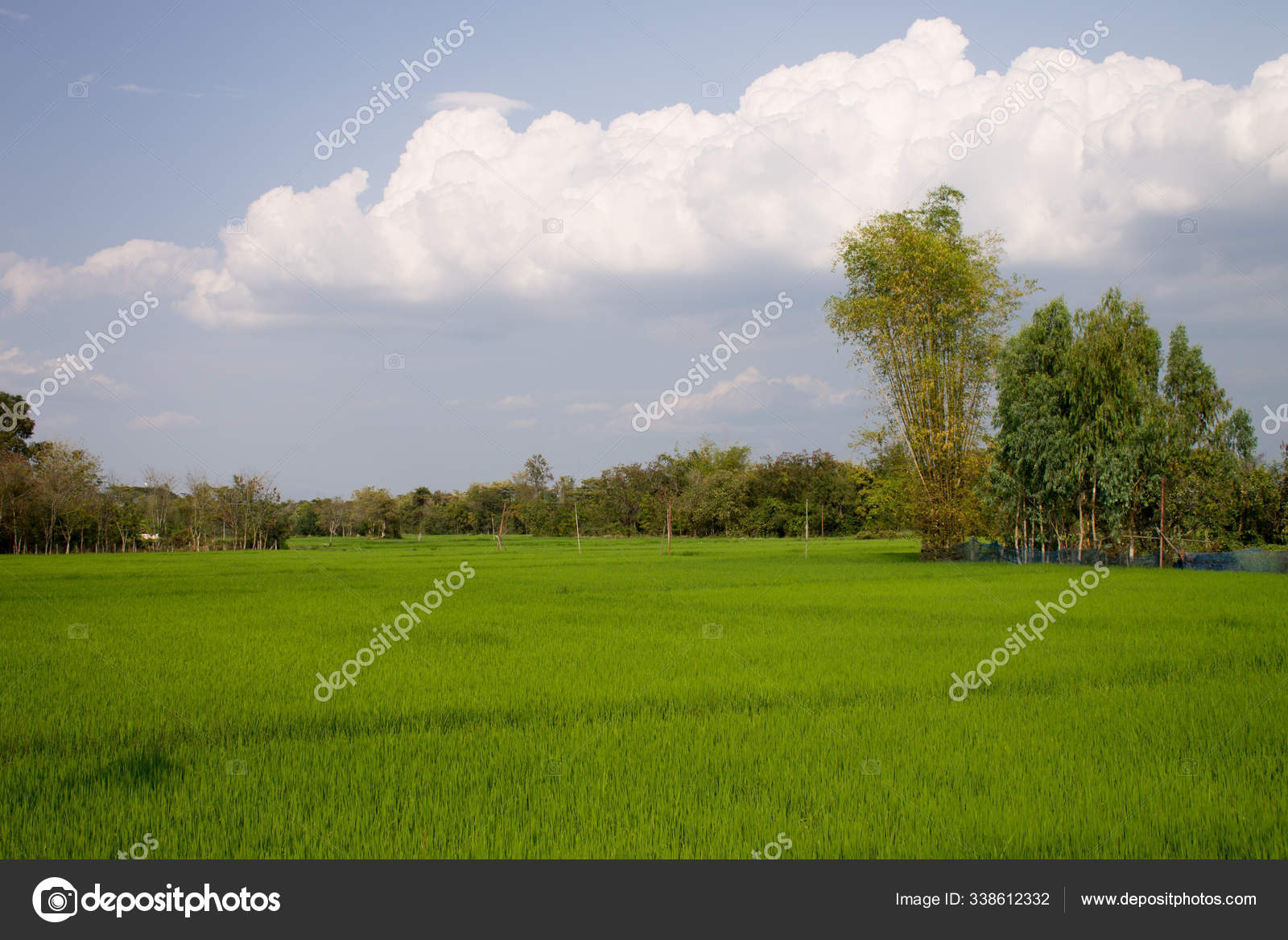 White Cloud Floating Greeny Rice Field — Stock Photo ...
