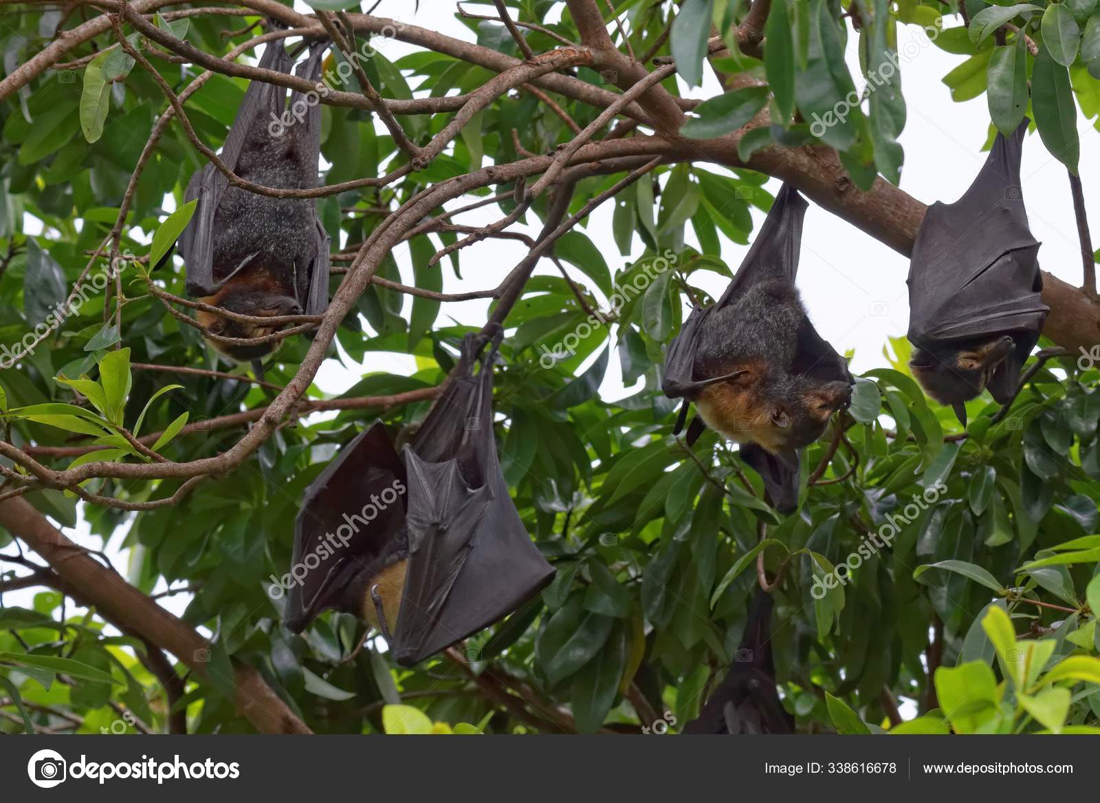 Bats Hanging Tree Stock Photo by ©PantherMediaSeller 338616678