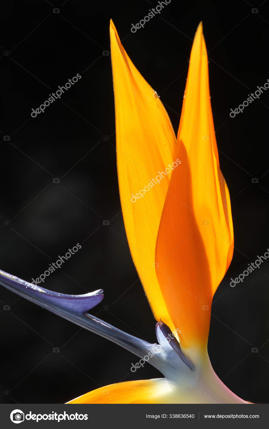 Strelizie Parrot Flower Strelitzia Reginae Stock Photo by ...