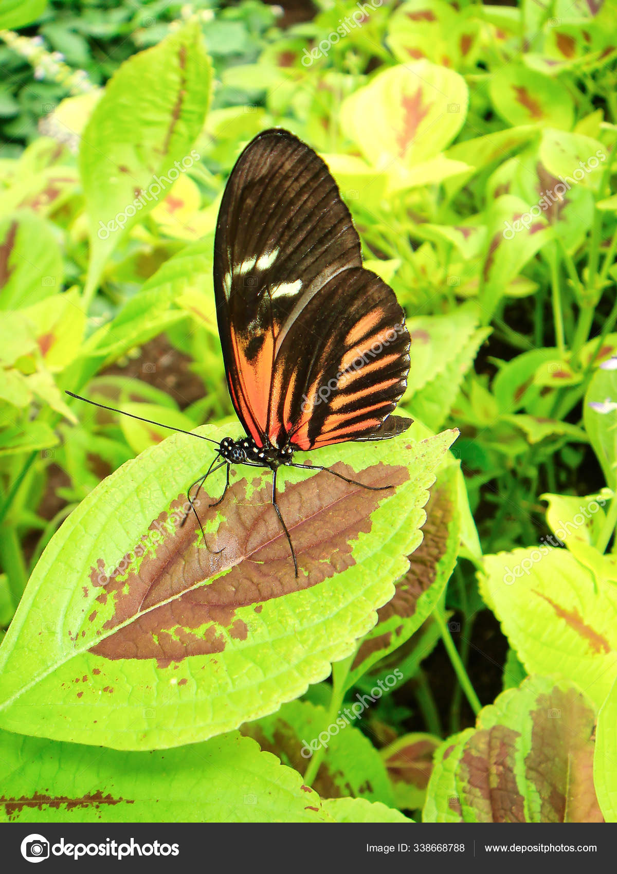 Doris Butterfly Heliconius Doris Stock Photo by ©PantherMediaSeller ...