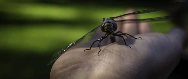 Mosquito gigante fotos de stock, imágenes de Mosquito gigante sin ...