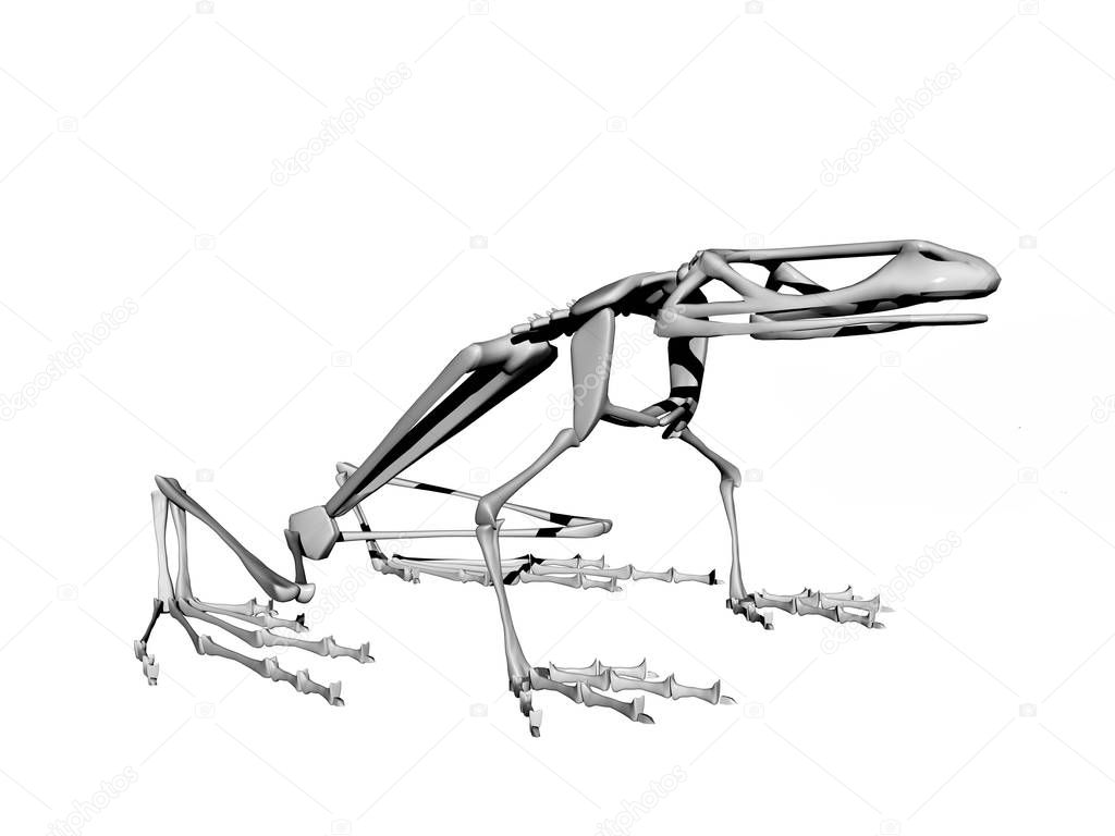 esqueleto de rana, huesos de rana 2022