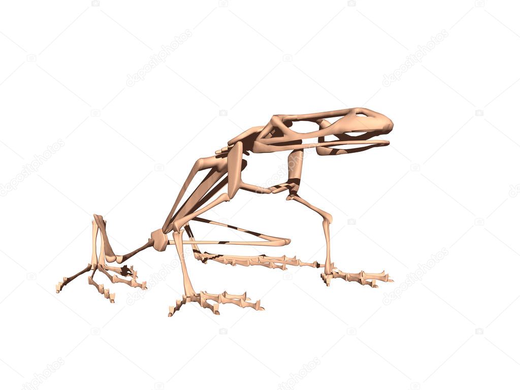 esqueleto de rana, huesos de rana 2022