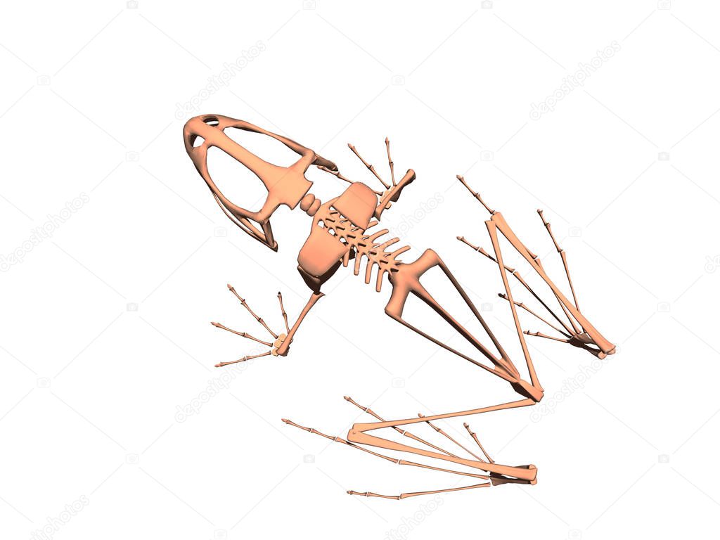 esqueleto de rana, huesos de rana 2022