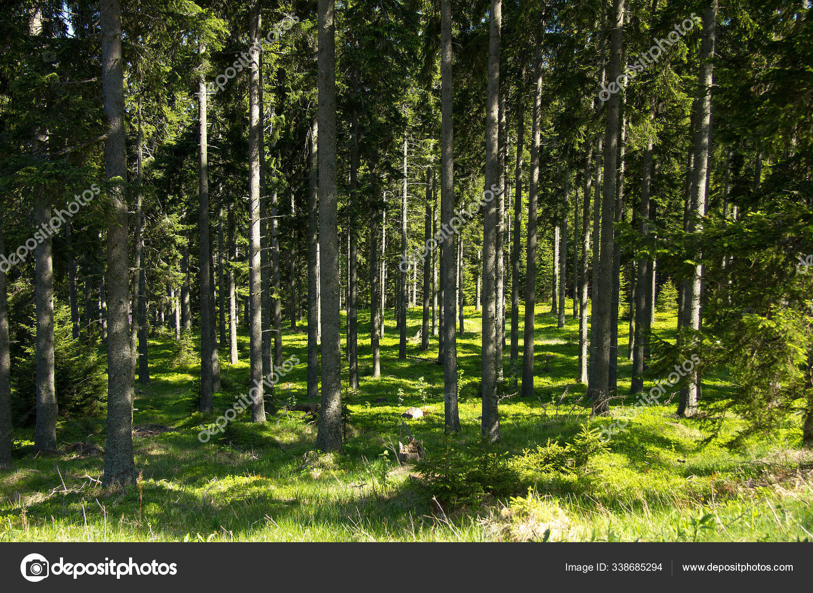Trees Tree Trunks Tree Line Alps Blue Sky Stock Photo by ...