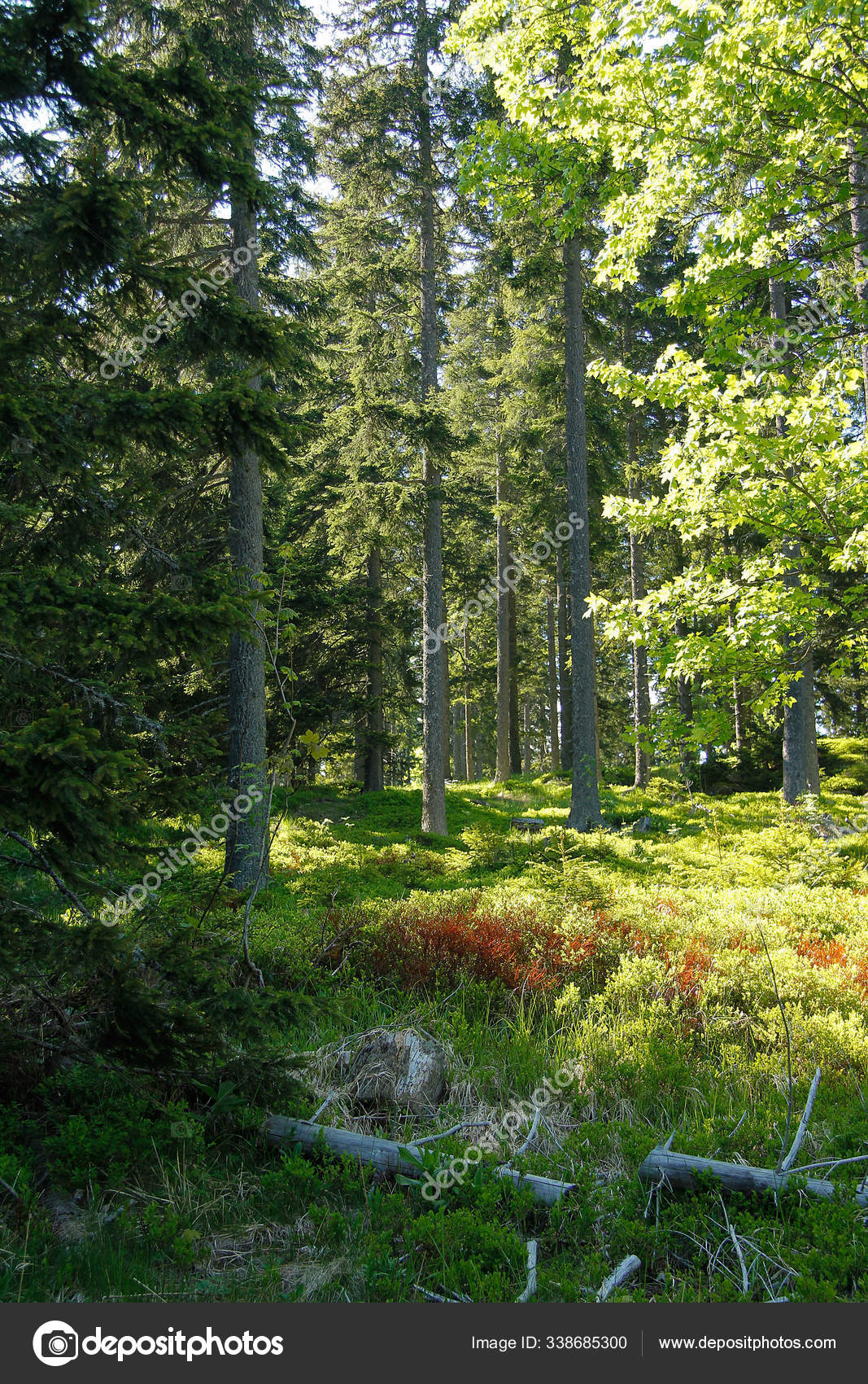 Trees Tree Trunks Tree Line Alps Blue Sky Stock Photo by ...