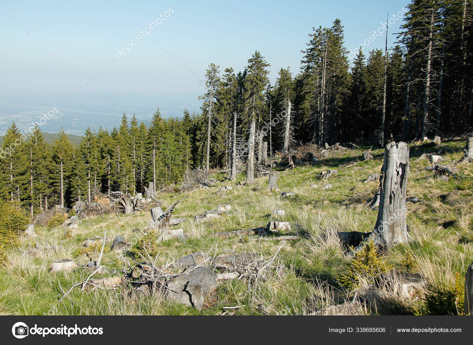 Trees Tree Trunks Tree Line Alps Blue Sky Stock Photo by ...