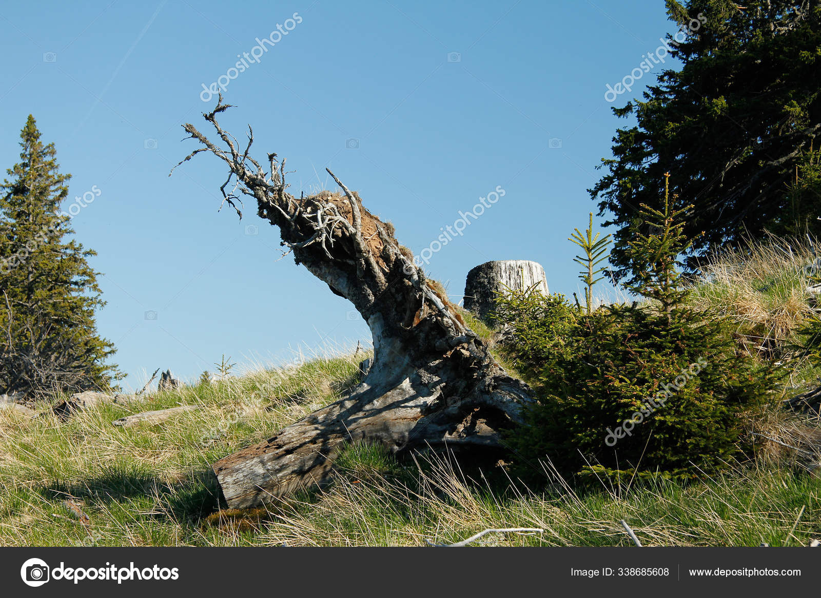Trees Tree Trunks Tree Line Alps Blue Sky Stock Photo by ...