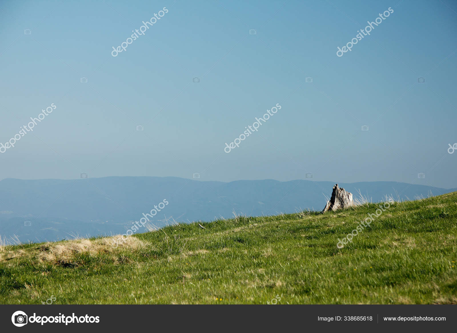 Trees Tree Trunks Tree Line Alps Blue Sky — Stock Photo ...