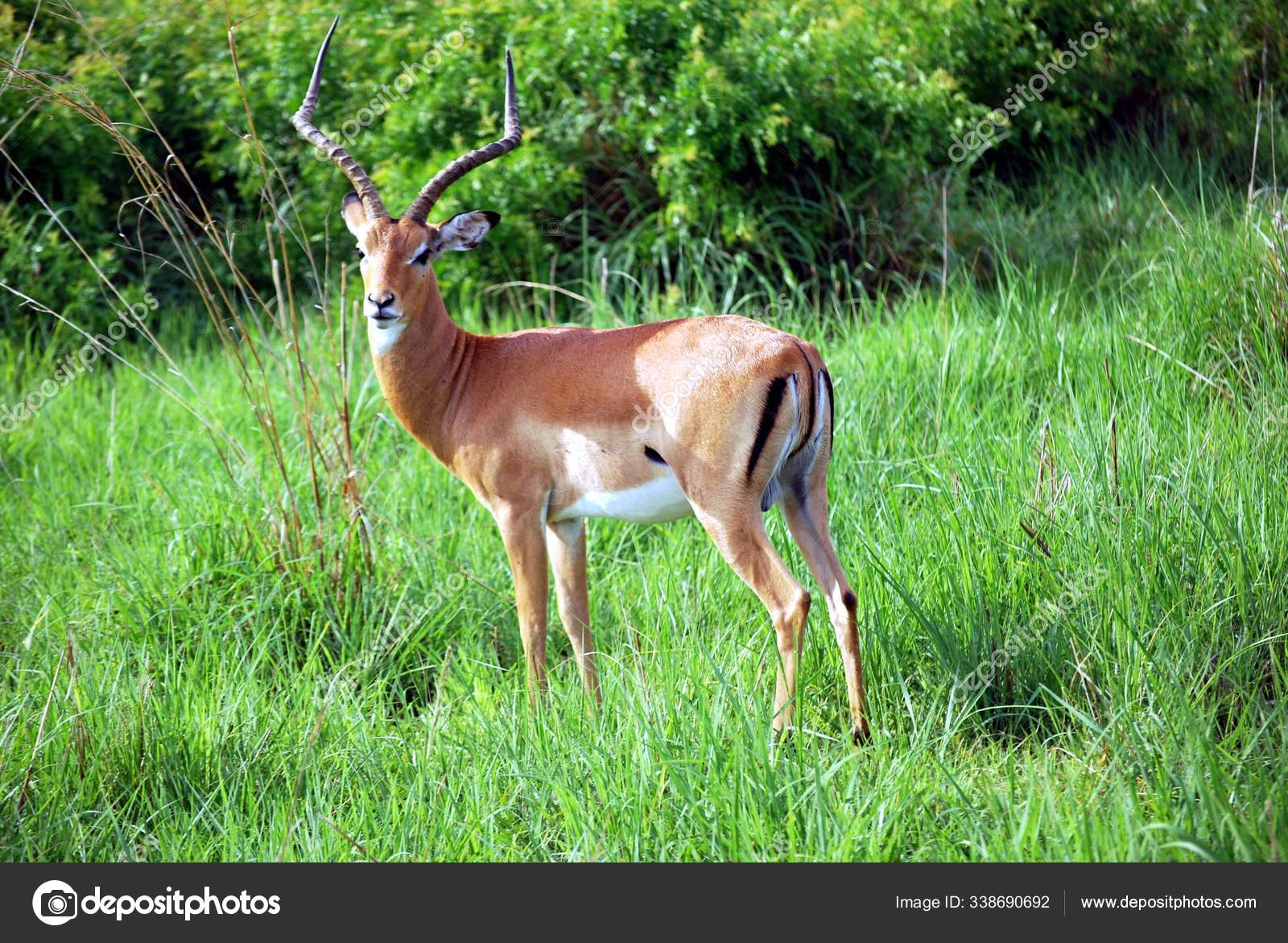 Antílope Animal Selvagem Vida Selvagem fotos, imagens de ...