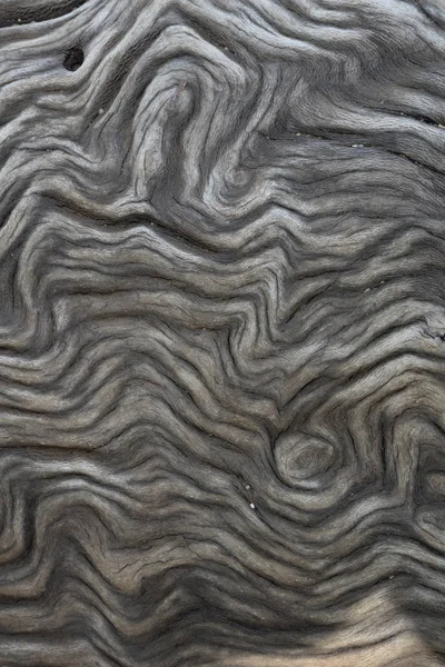 Grain Wood Grain Shape Structure Nature Shape Tree Tree Trunk — Stock ...