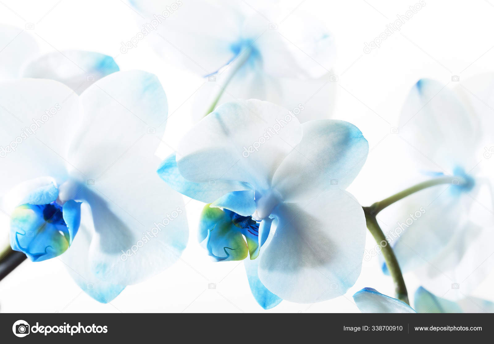 Photographed Close Light Background Orchid Blue Flowers — Stock Photo ...