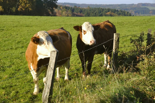 Vacas bavarianas Stock Photos, Royalty Free Vacas bavarianas Images ...