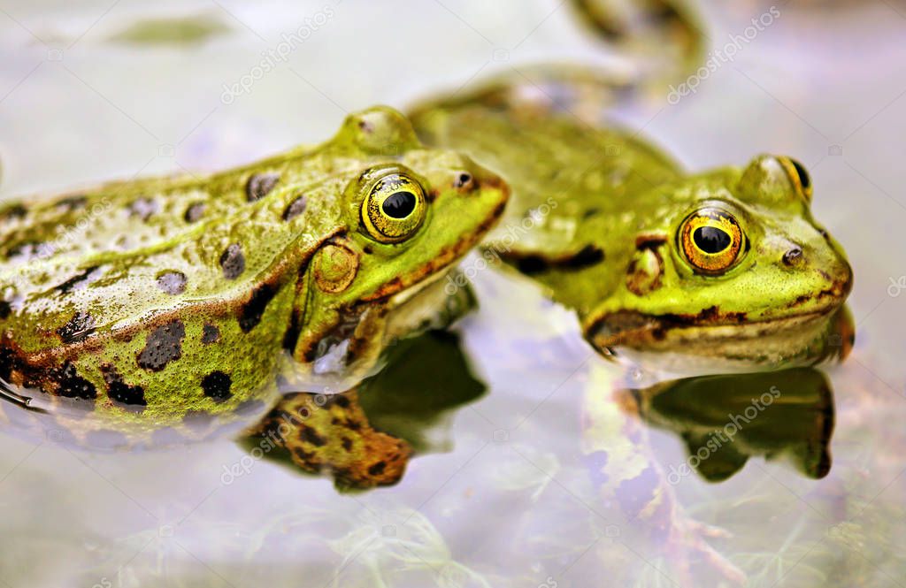 ranas de estanques en sus zonas de desove versión 2 2023