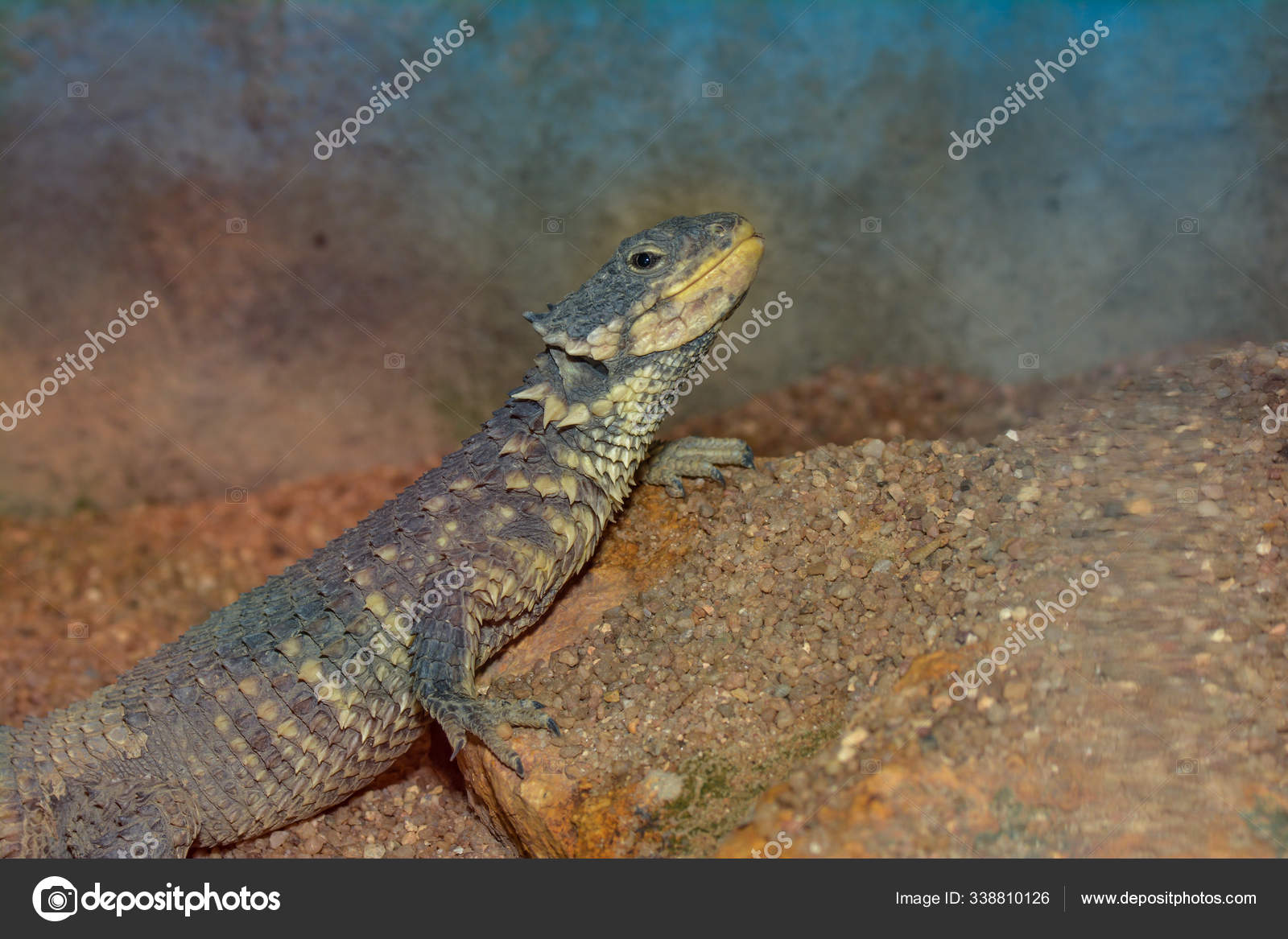 Barbed Guan Curiously Sitting Rocks Stock Photo by ©PantherMediaSeller ...