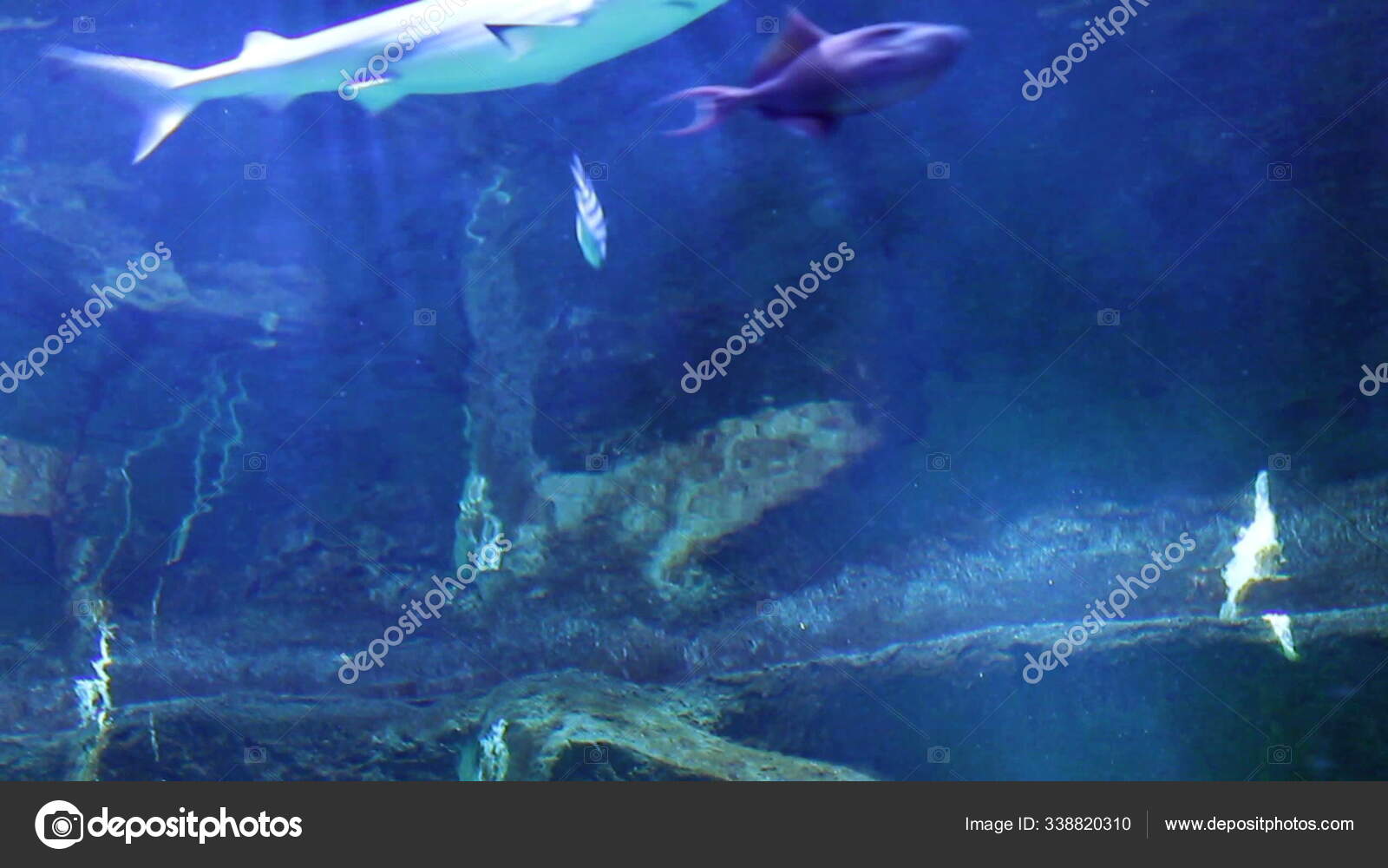 Underwater Light Rays Aquarium Fish Stock Photo by ©PantherMediaSeller ...