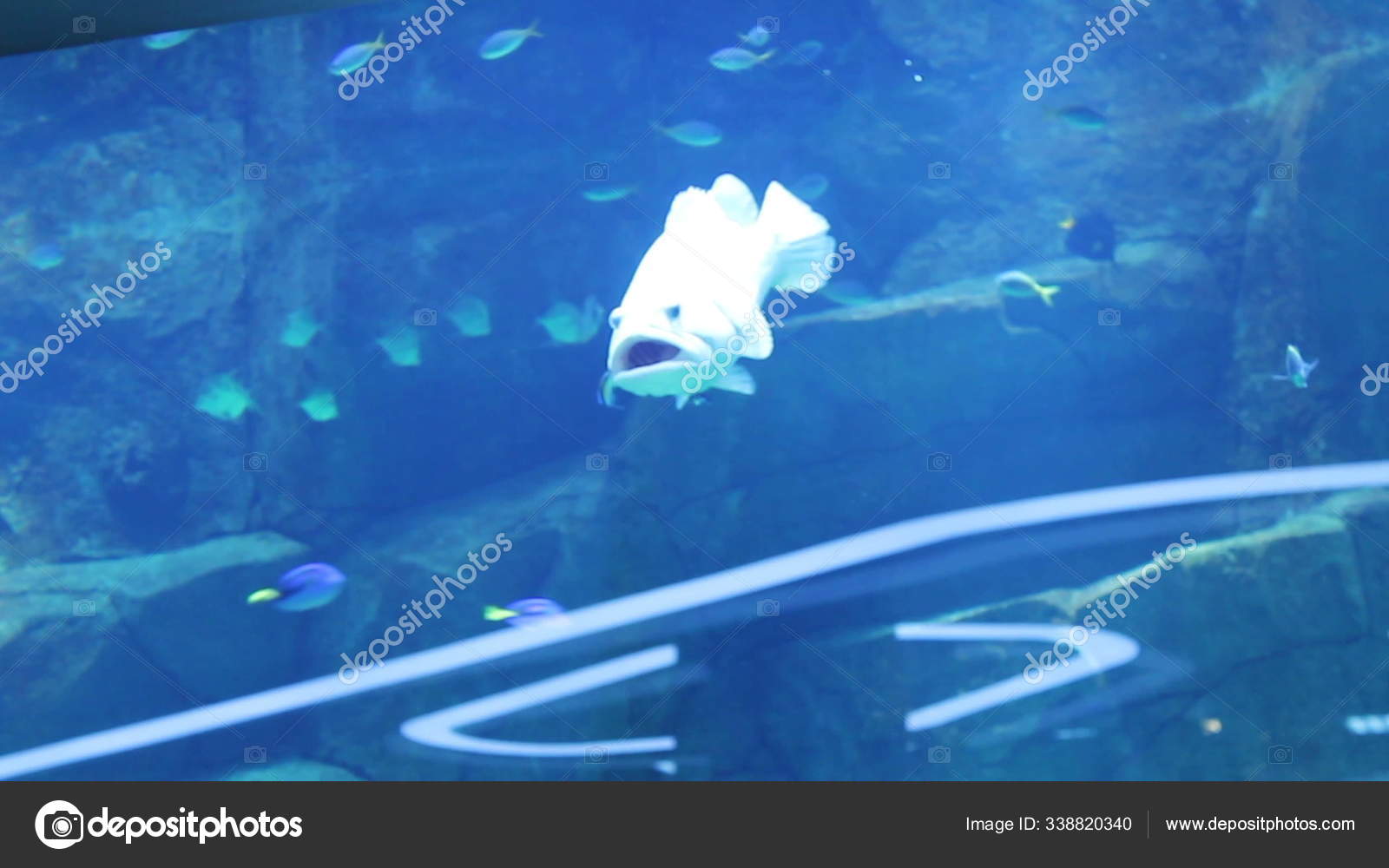 Big Fish Swimming Big Aquarium Stock Photo by ©PantherMediaSeller 338820340