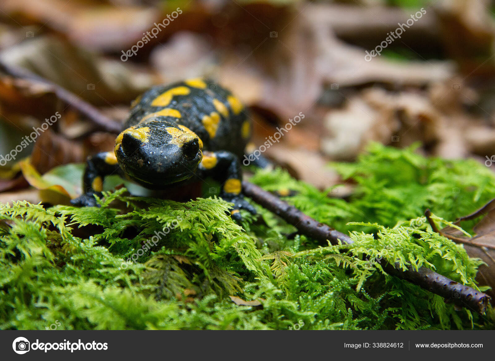 Fire Salamander Damp Forest Floor Styria — Stock Photo ...