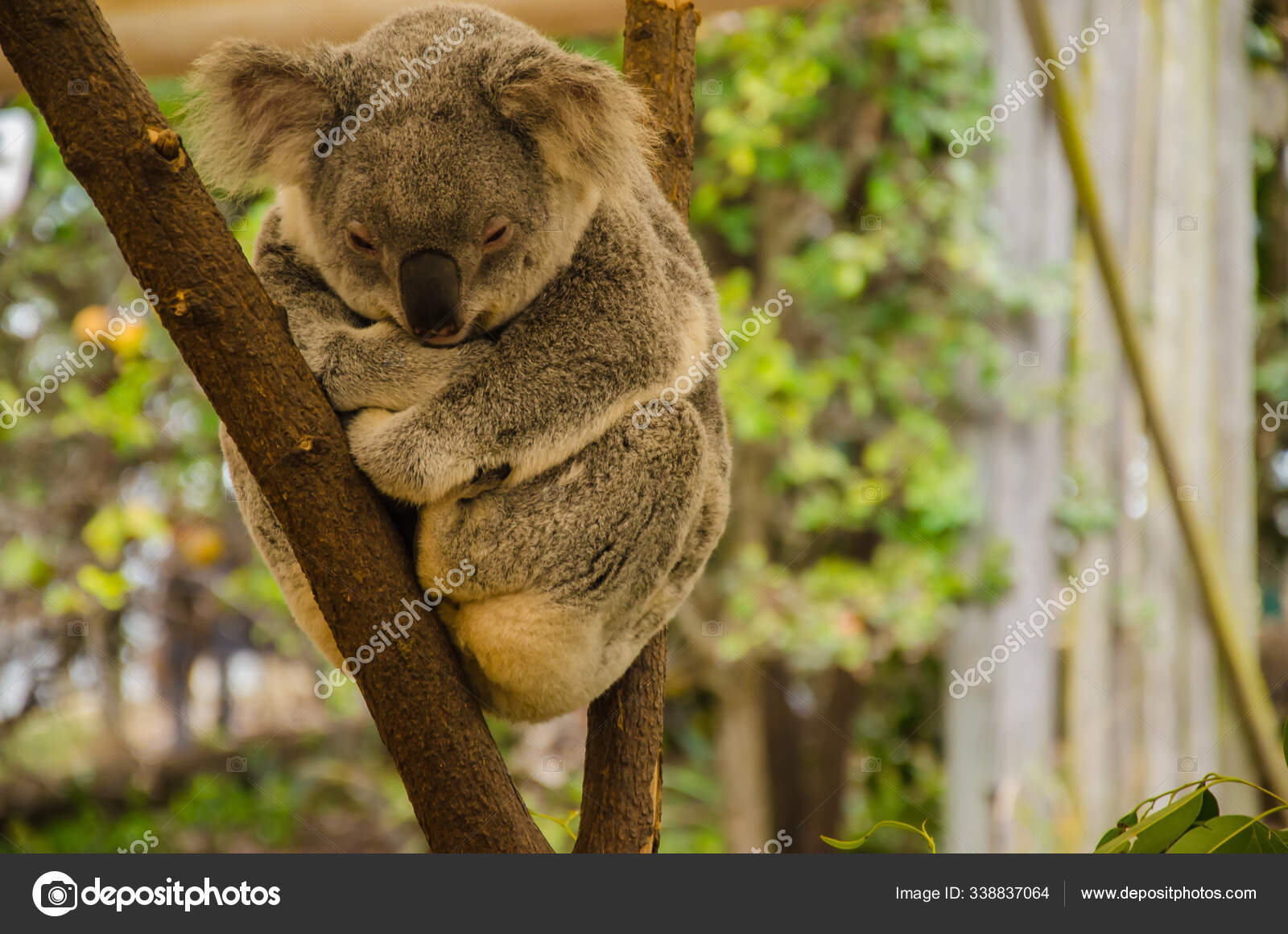 Koala Bear Wildlife Tree Animal — Stock Photo © PantherMediaSeller ...