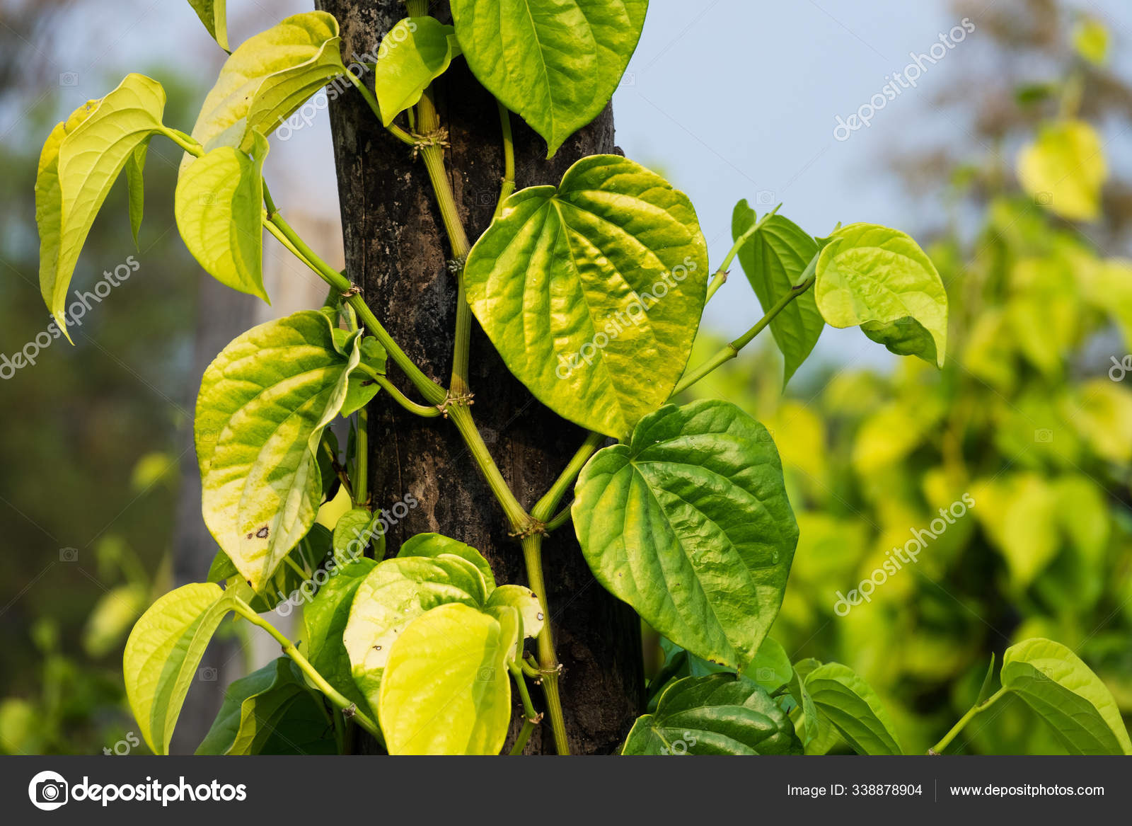 Betel Agricultural Cultivation Betel Leaf Which Used Stimulating ...