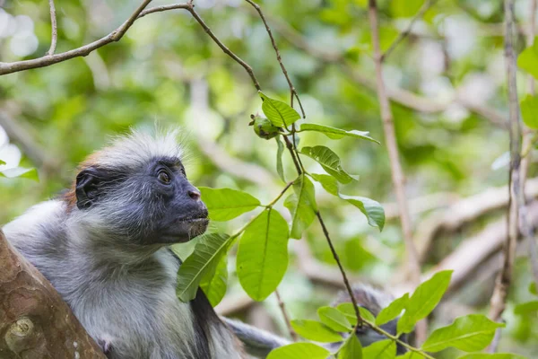 Mono colobo rojo Zanzíbar en peligro de extinción (Procolobus kirkii ...