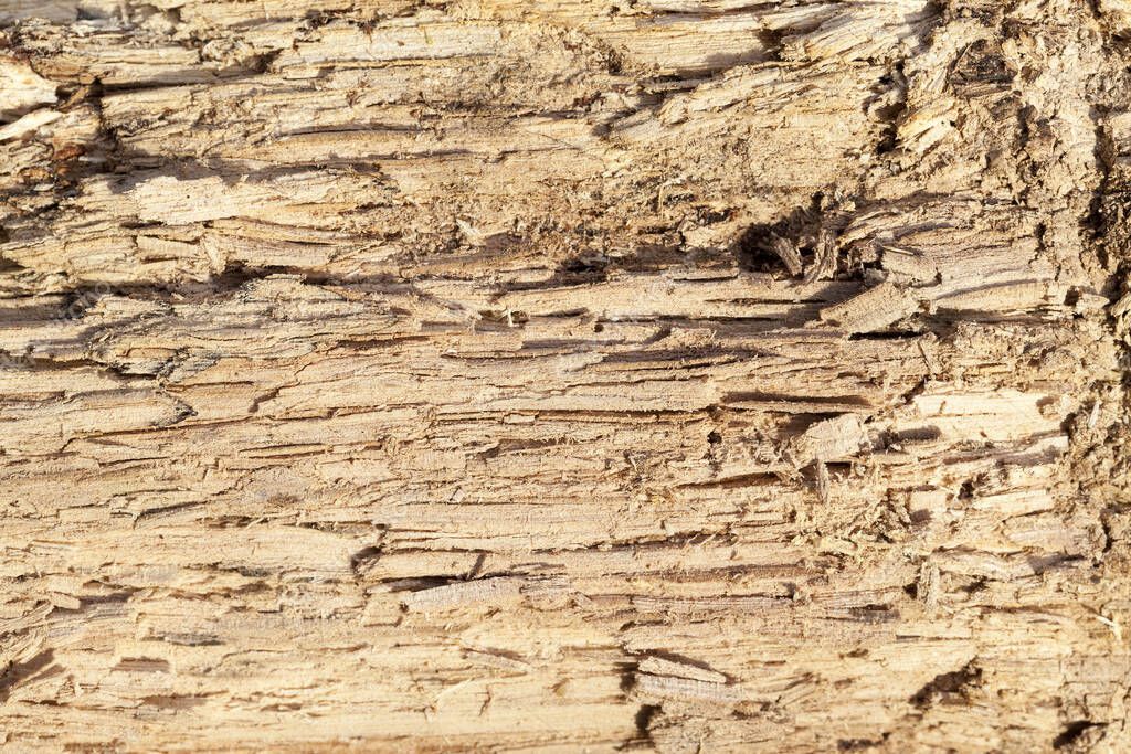 viejo partido con un árbol de hacha con estructura irregular. Leña ...