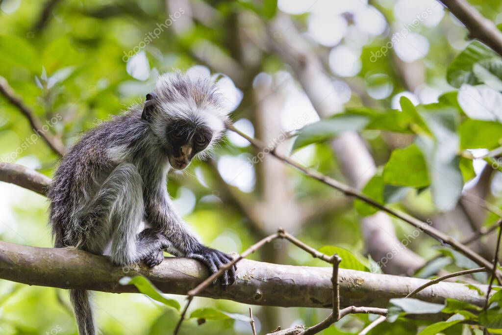 Mono colobo rojo Zanzíbar en peligro de extinción (Procolobus kirkii ...