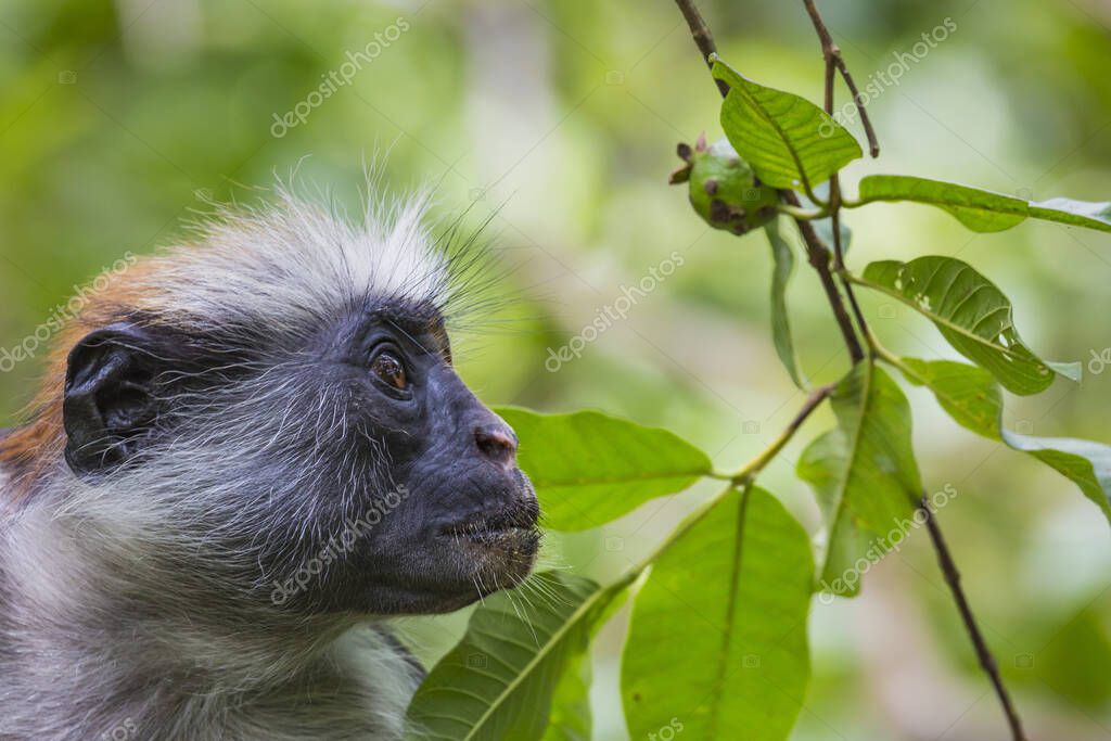 Mono colobo rojo Zanzíbar en peligro de extinción (Procolobus kirkii ...