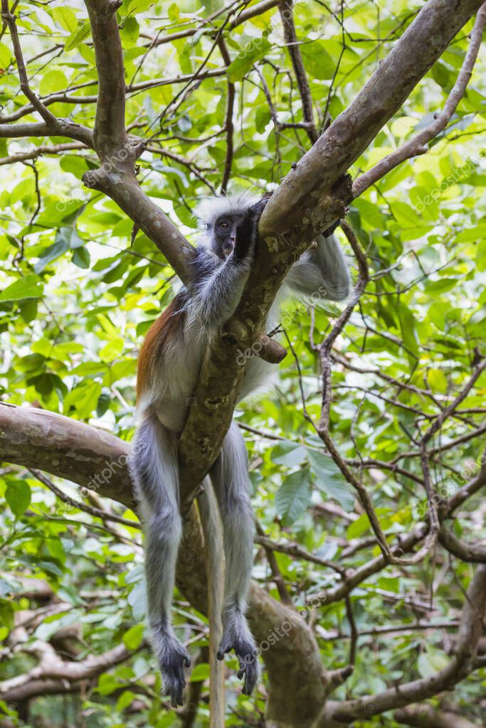Mono colobo rojo Zanzíbar en peligro de extinción (Procolobus kirkii ...