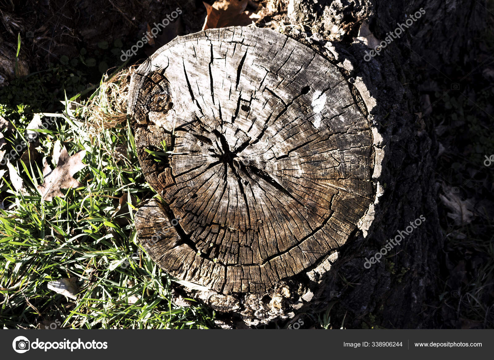 Old Stump Tree — Stock Photo © PantherMediaSeller #338906244