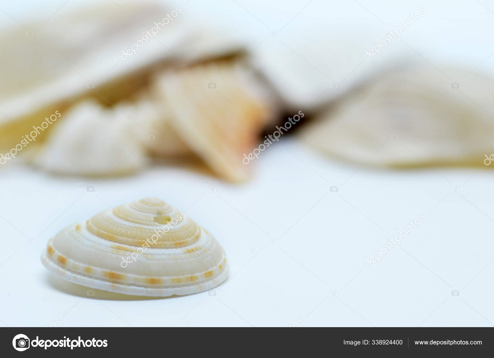 Close Sea Shell Isolated White — Stock Photo © PantherMediaSeller ...
