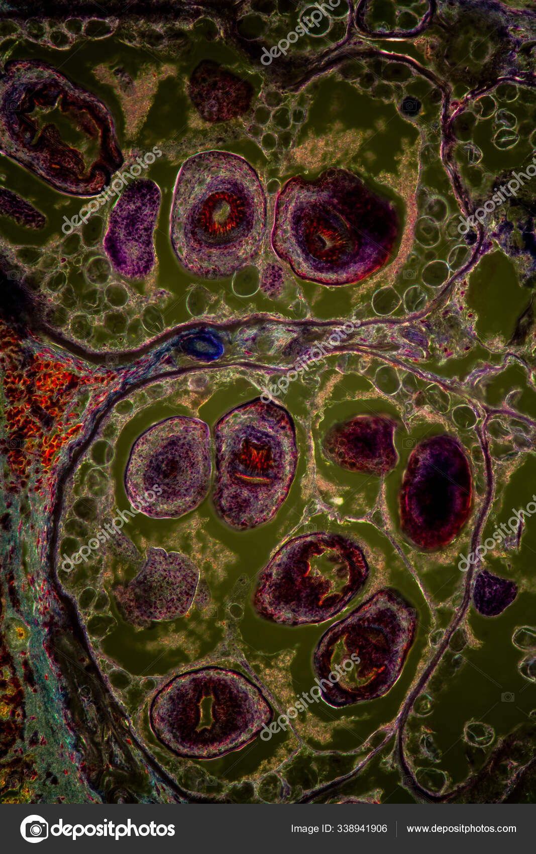 Macro Cells Structure Microbiology Stock Photo by ©PantherMediaSeller ...