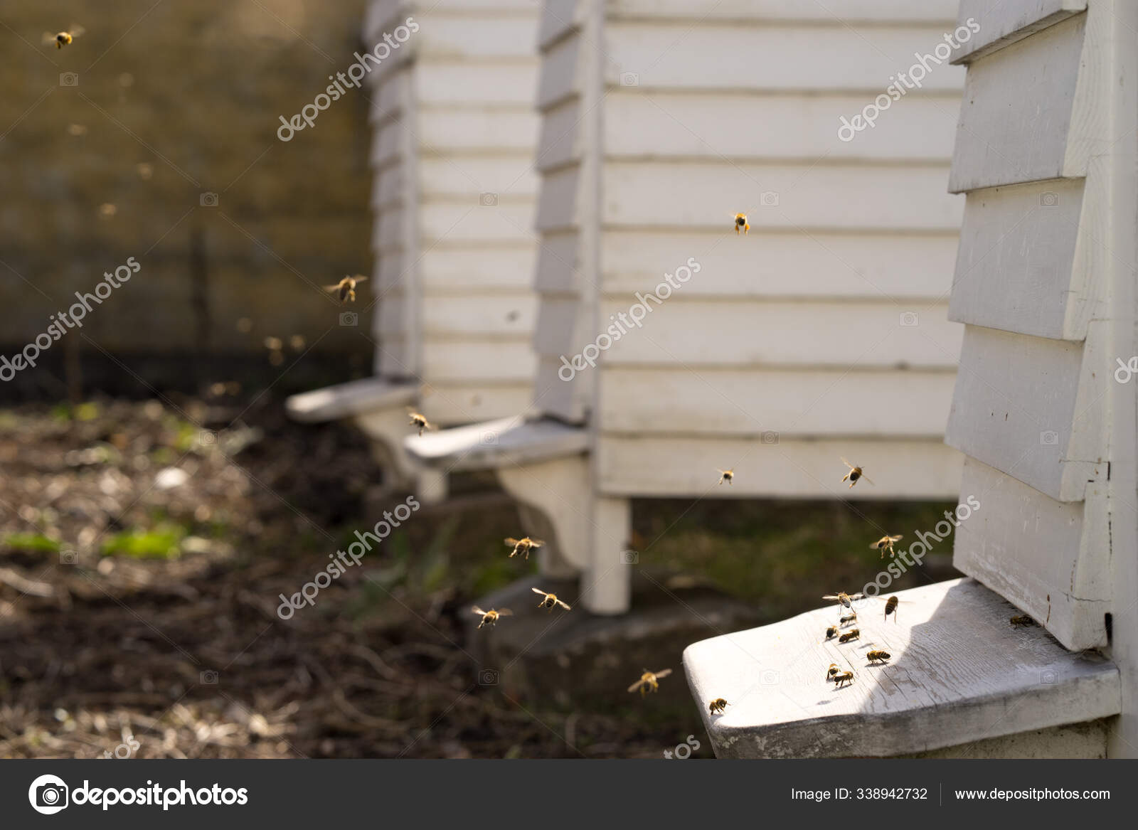 White Hives Lively Traffic Bees Buzzing Fly Out Hive Hunt Stock Photo ...