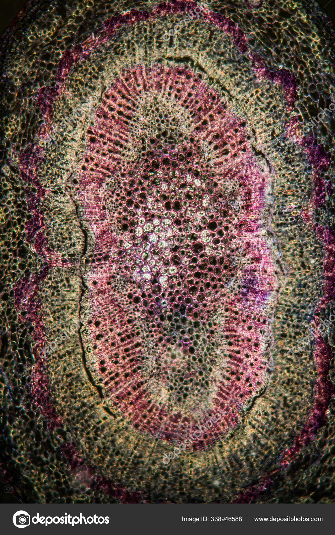 Macro Shot Microscopic Cells Surface Background — Stock Photo ...